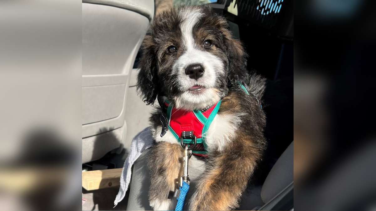 Meet Zena: Wilmington police introduce new therapy dog - Boston News ...