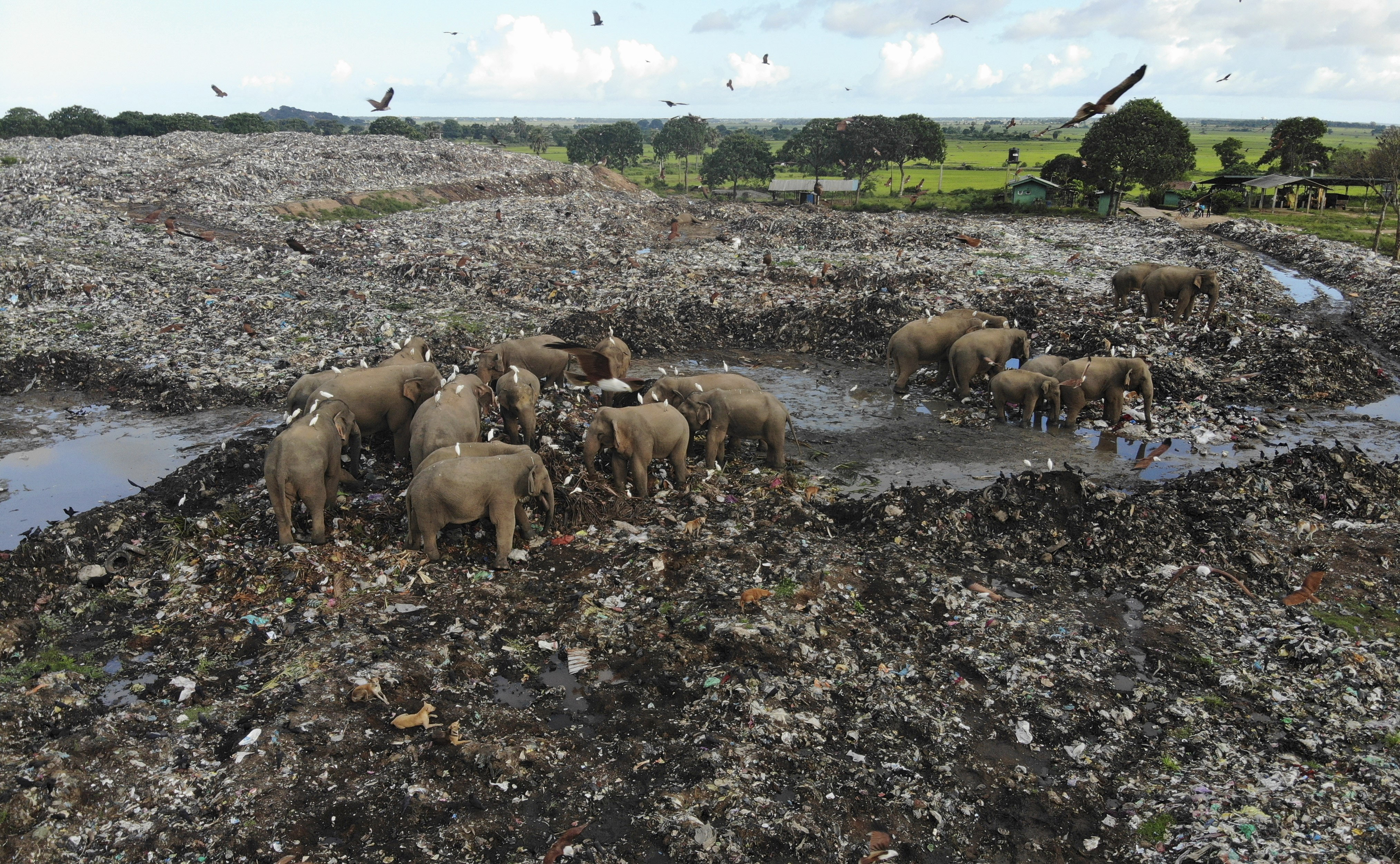 Elephants dying from eating plastic waste in Sri Lankan dump - Boston ...