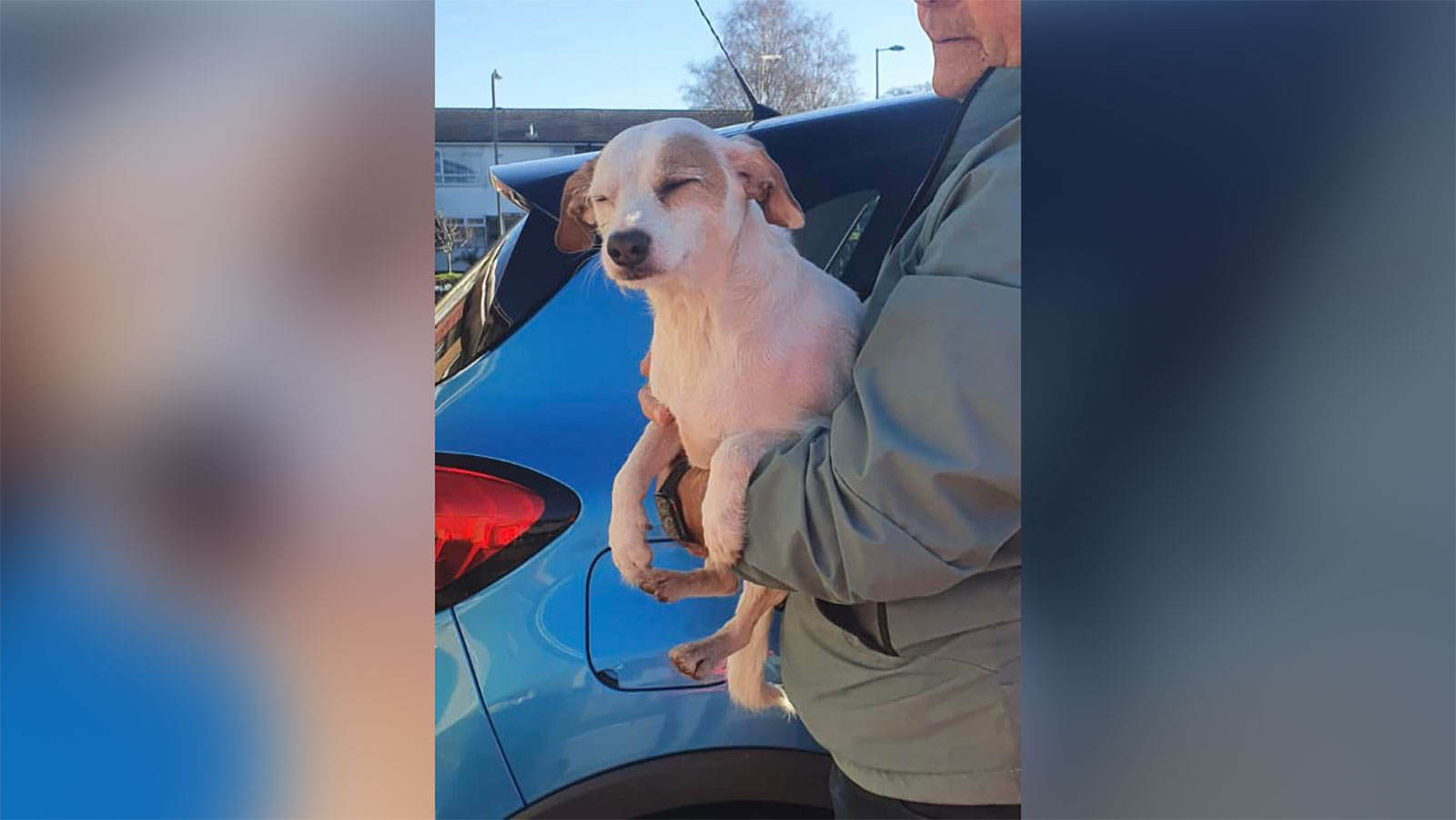 Stranded dog lured to safety by sausage dangling from drone - Boston ...