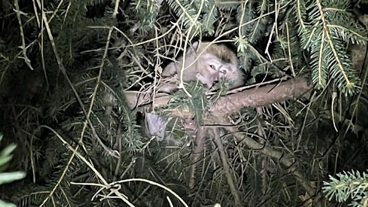 All 100 lab monkeys accounted for after several escape crash - Boston ...