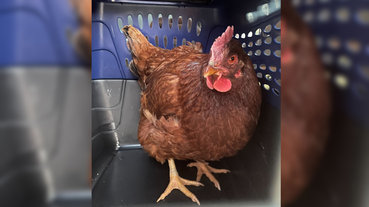 Wandering hen taken into custody at Pentagon security area - Boston ...