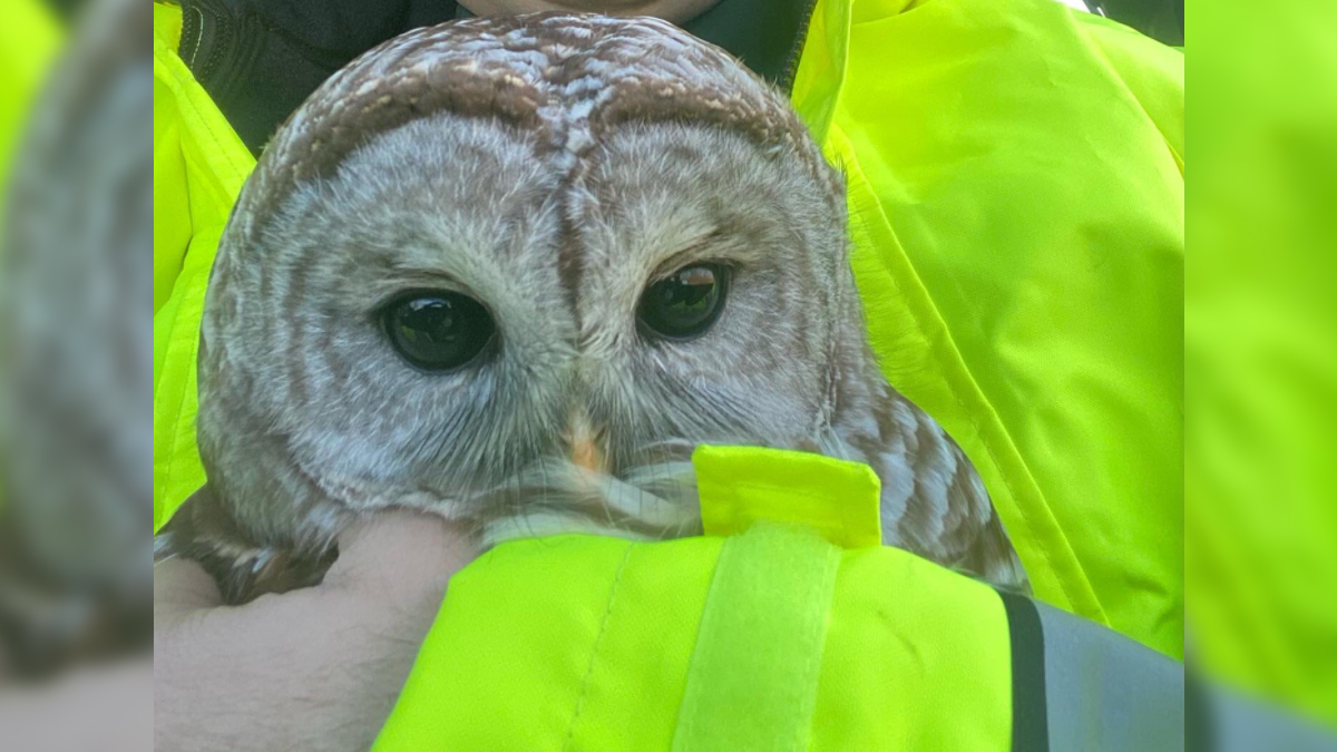 Troopers rescue owl believed to have broken wing along highway in NH ...