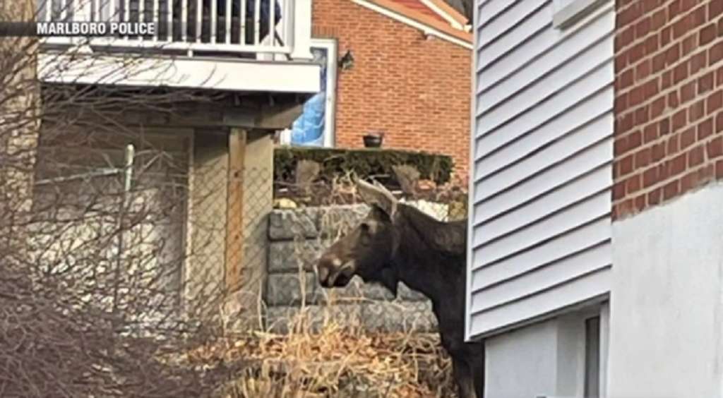 ‘Oh my God, there’s a moose’: Residents shocked by massive visitor to ...