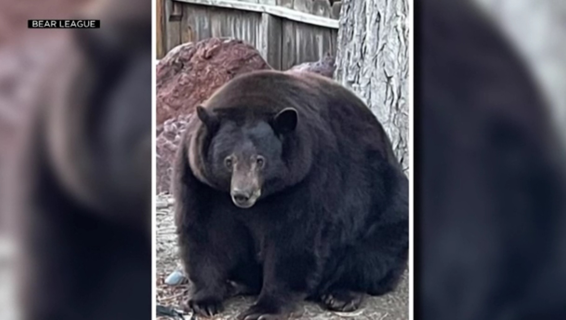 It’s a bear battalion! Hank the Tank turns out to be 3 bears - Boston ...