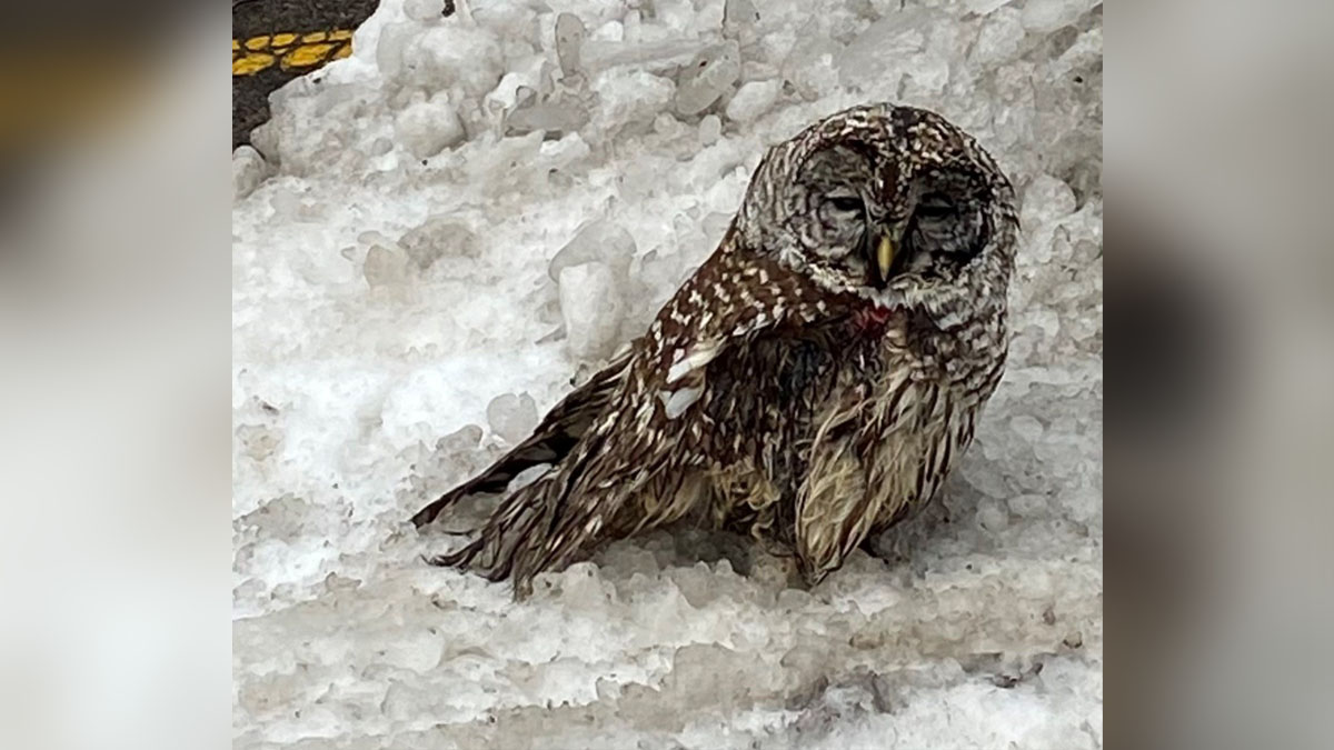 Police rescue injured owl near Route 109 in Dedham - Boston News ...