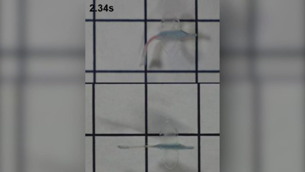 Scientists build artificial fish that swims using human heart cells ...