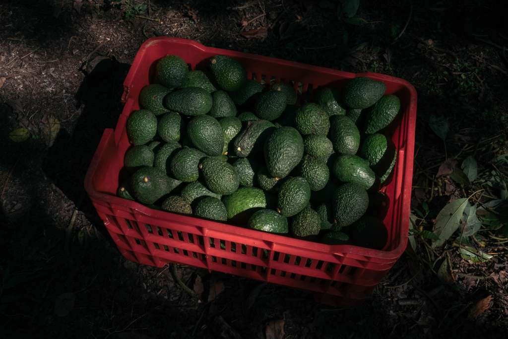 Mexico says conspiracy behind avocado ban; US cites violence - Boston ...