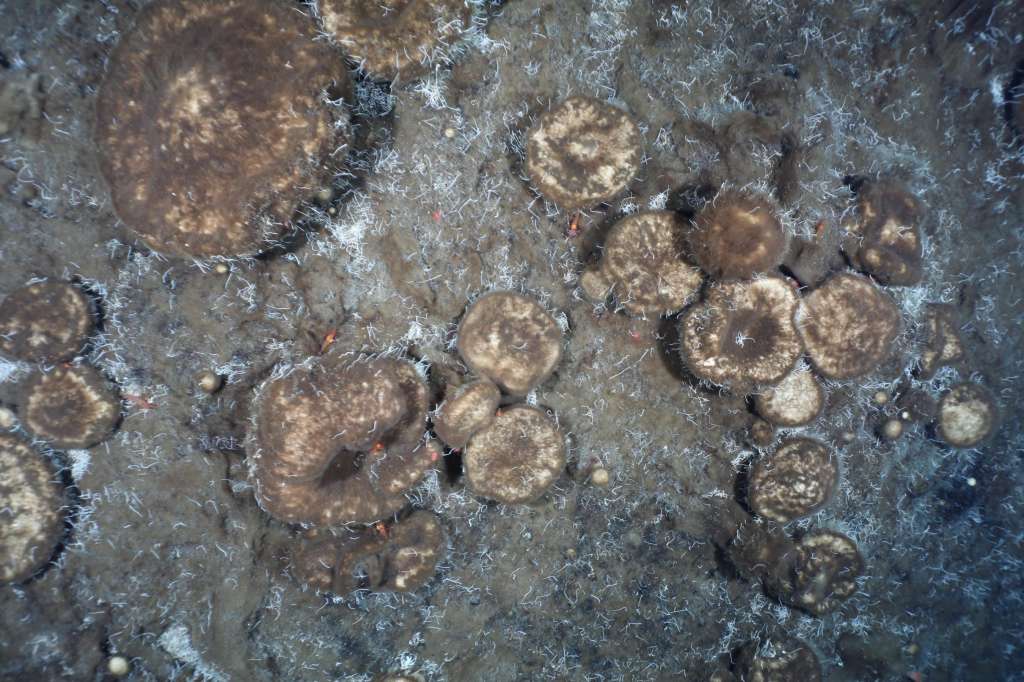 Sprawling sponge gardens found deep beneath Arctic sea ice - Boston ...