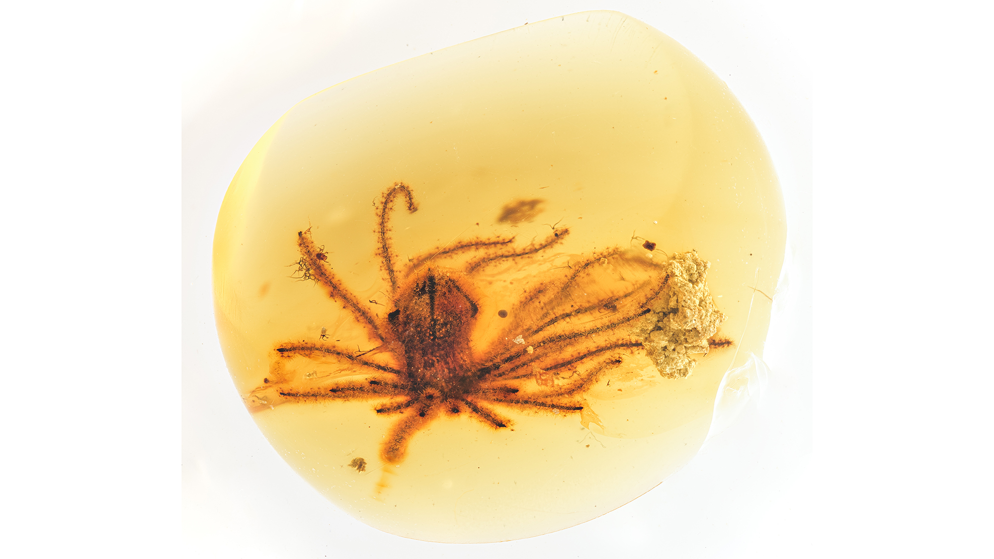 99 million-year-old flowers found perfectly preserved in amber bloomed ...