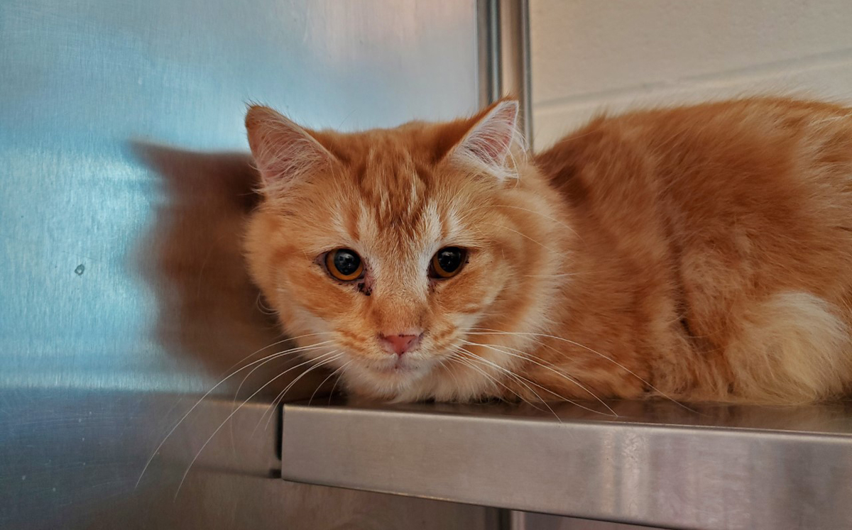 MSPCA seeks donations after dozens of cats in ‘rough shape’ surrendered ...