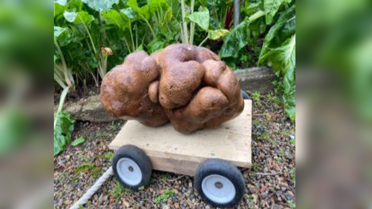 Dug, ‘the world’s largest potato,’ revealed to not be a potato - Boston ...