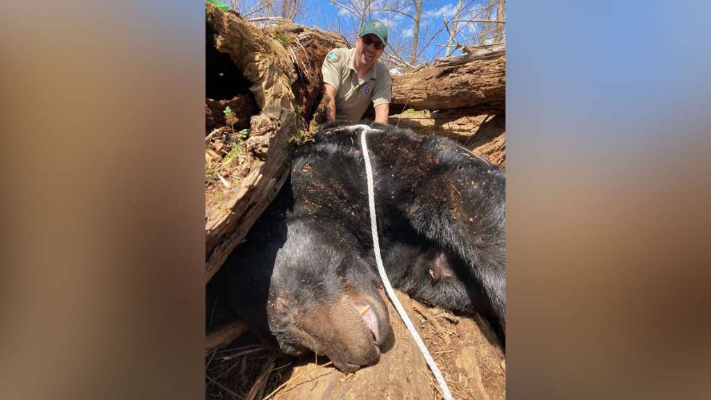 Wildlife officials catch 500-pound bear living near college campus ...