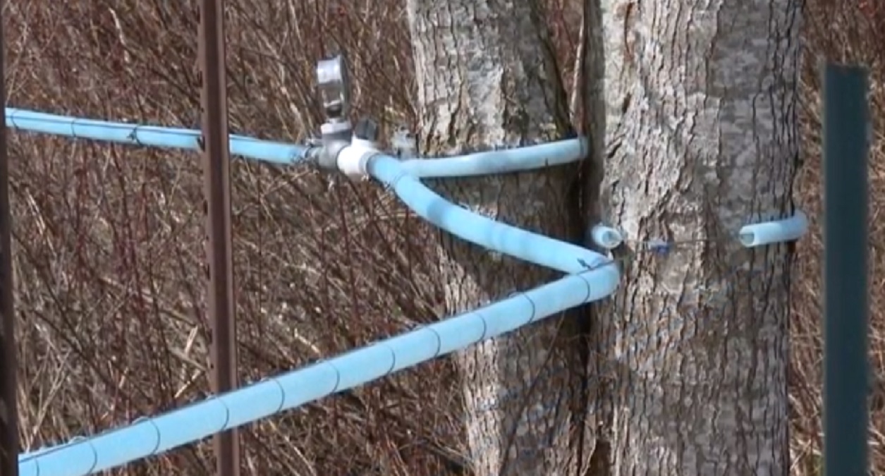 New England farmers say warmer weather leading to maple syrup shortage ...