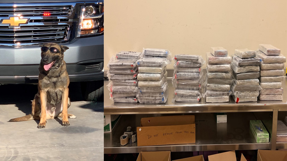 K9 finds $10.5M worth of cocaine in truck hauling tomatoes - Boston ...