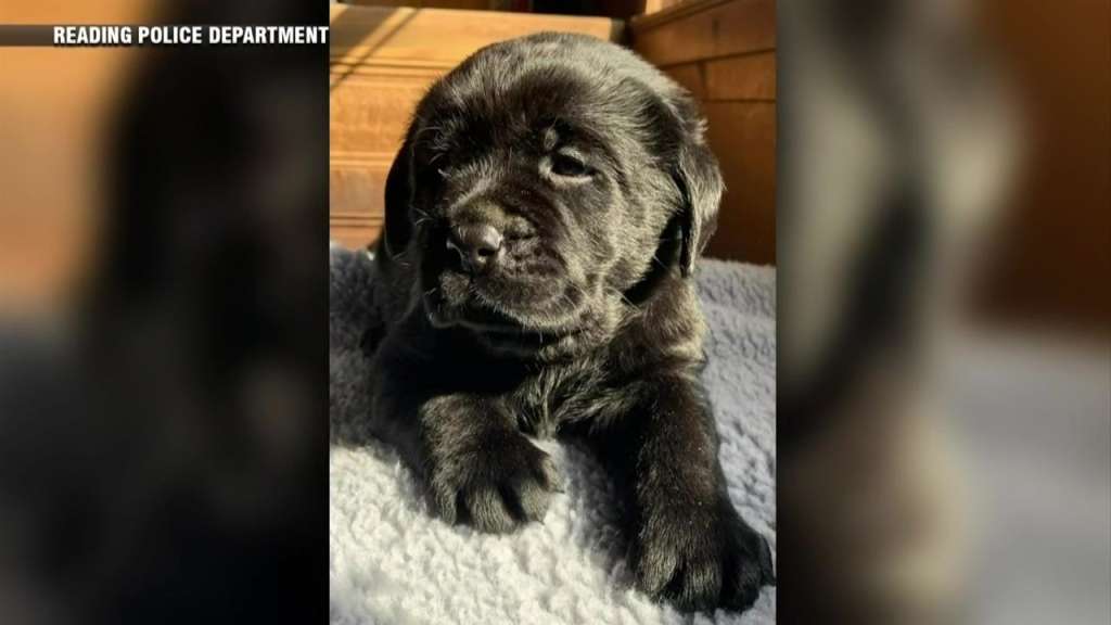 Reading Police Department looking for comfort dog name suggestions from ...