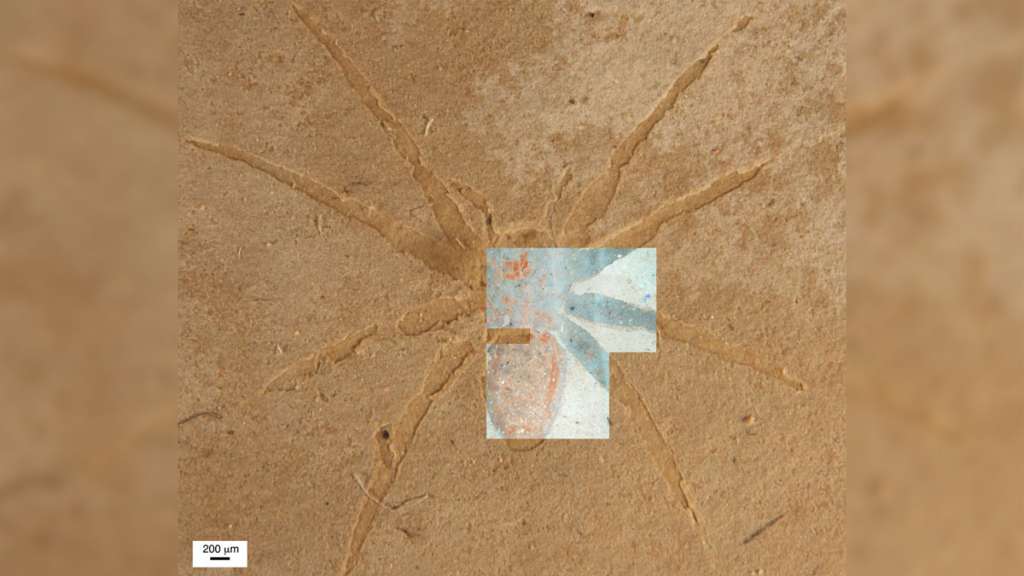 Secret of how rare spider fossils formed has been unlocked by ...