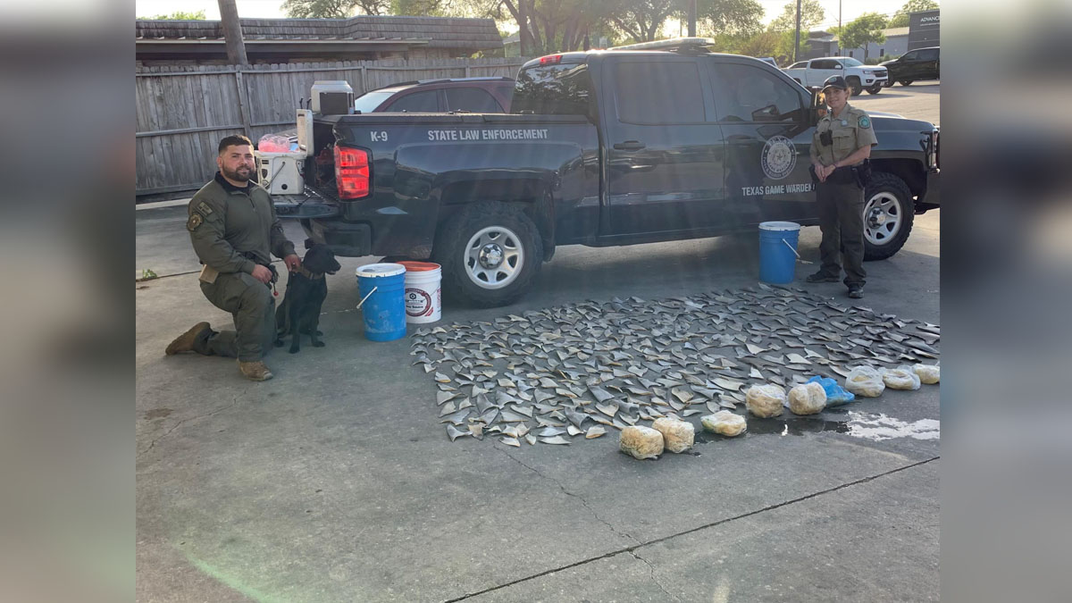 Game wardens find almost 400 illegal shark fins in Texas seafood ...