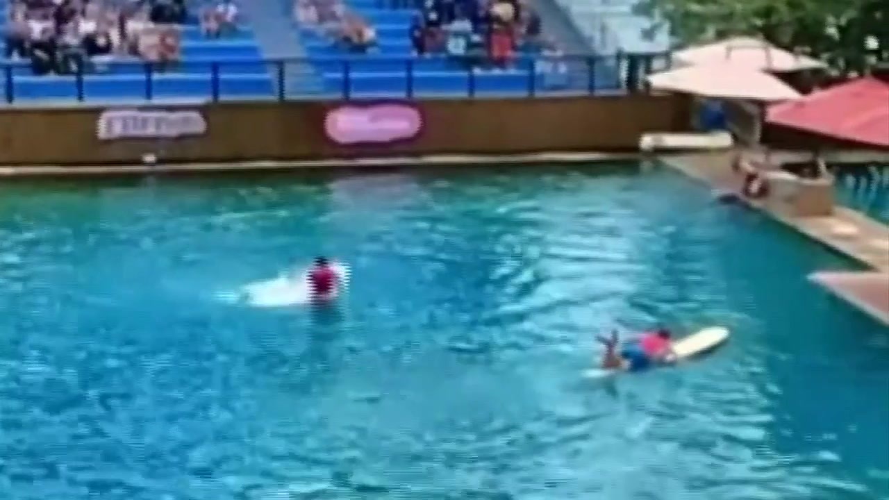 WATCH: Dolphin attacks trainer in front of live audience - Boston News ...