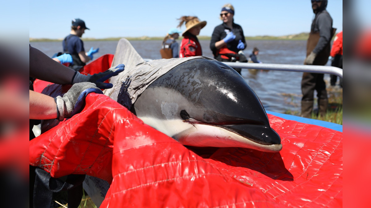 7 dolphins stranded on Wellfleet beach brought to safety - Boston News ...