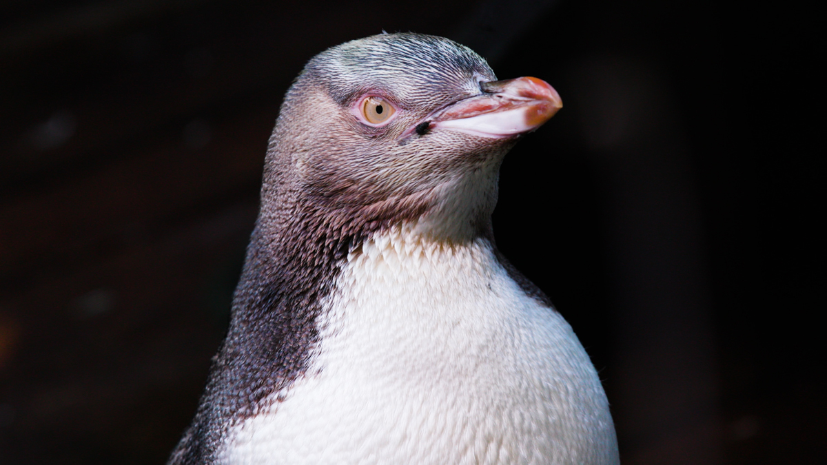 The patients at this New Zealand rehab center aren’t people — they’re ...