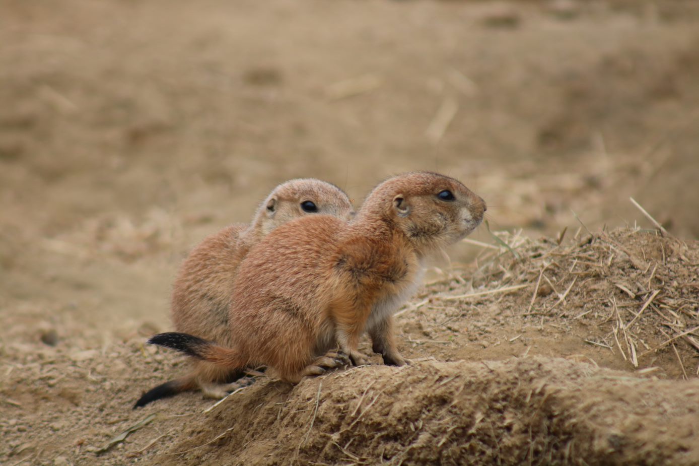 Prairie Dog pups make their debut at Franklin Park Zoo - Boston News ...