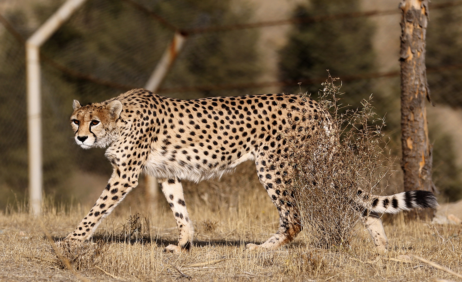 cheetah running side view