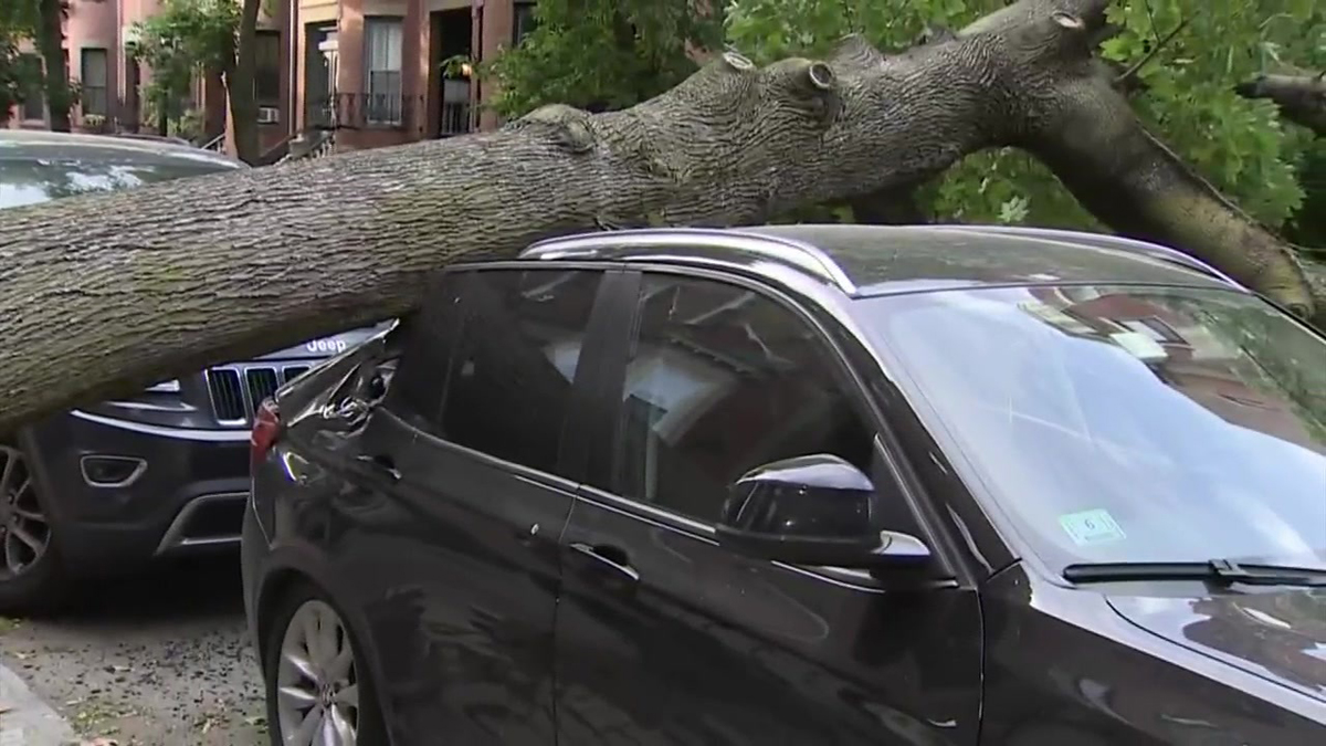 ‘Taller than most of the buildings’: Massive tree falls on cars in ...