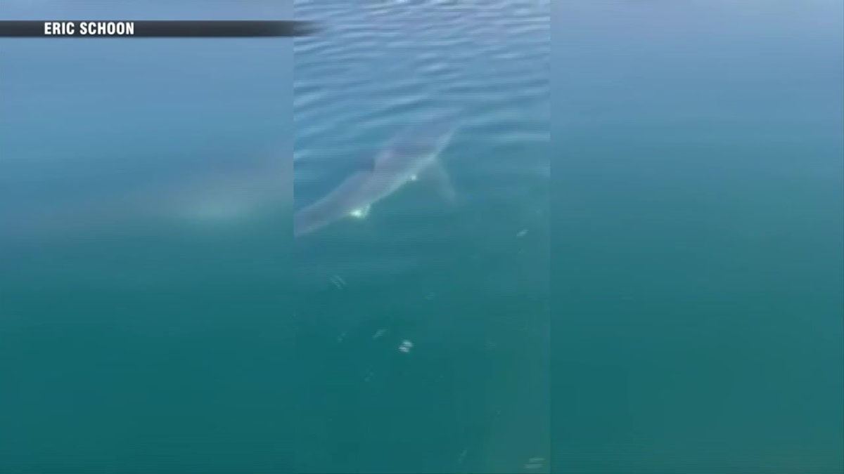 WATCH: Massive shark spotted in Cape Cod bay - Boston News, Weather ...