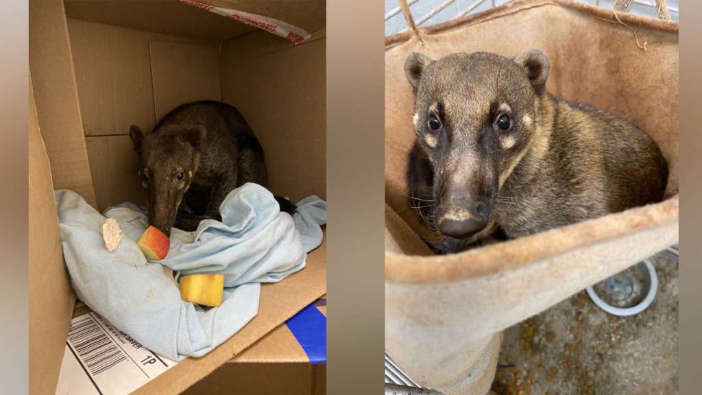 Collection of rare, exotic animals rescued from U-Haul in Cambridge ...