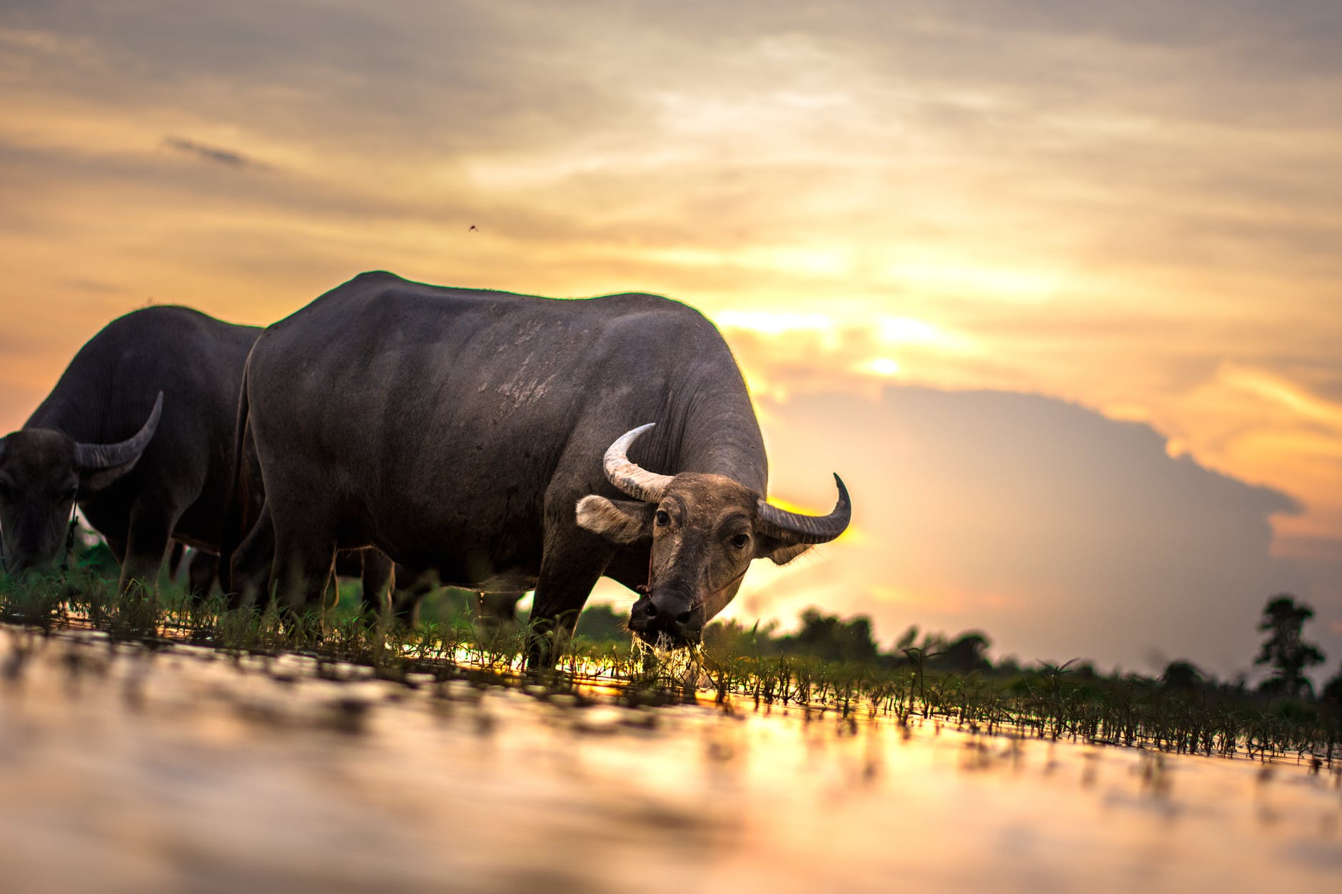 How bears and bulls became Wall Street’s mascots - Boston News, Weather ...