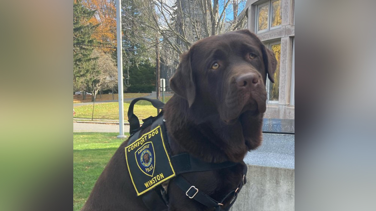 Comfort dog for Amherst Police Department dies after receiving lymphoma ...