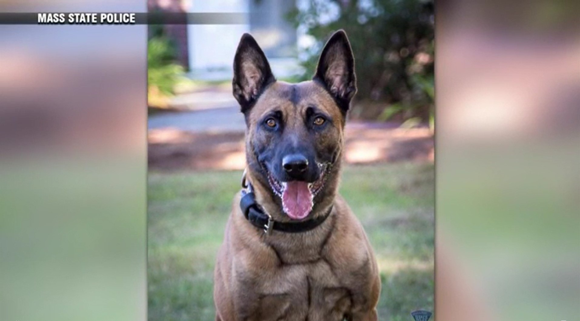 Law enforcement pay tribute to State Police K9 - Boston News, Weather ...