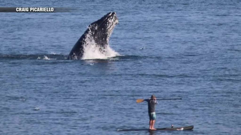 A Whale of a Tale Caught on Camera: Paddleboarder, photographer line up ...