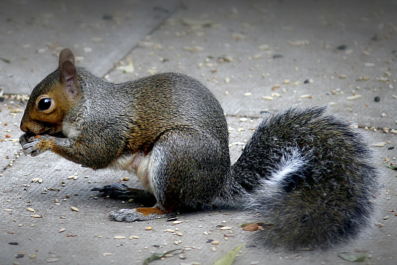 Squirrels ‘splooting’ all over New York City are just fine, officials ...