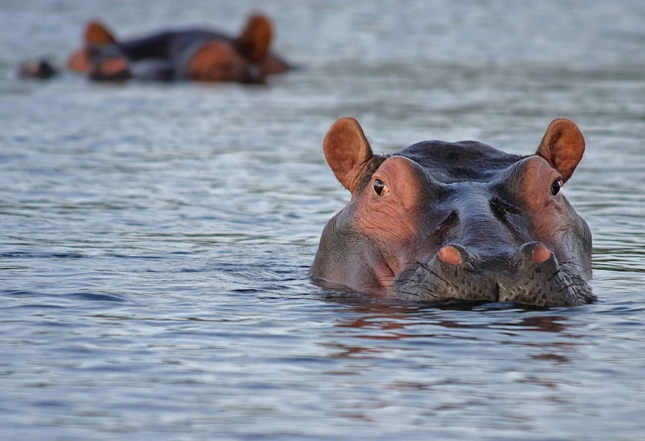 Fiona gets a sibling: Baby hippo born at Cincinnati Zoo - Boston News ...