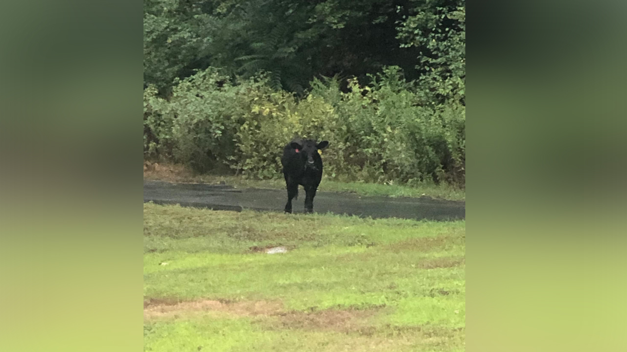 Cow on the run in Northbridge for weeks - Boston News, Weather, Sports ...