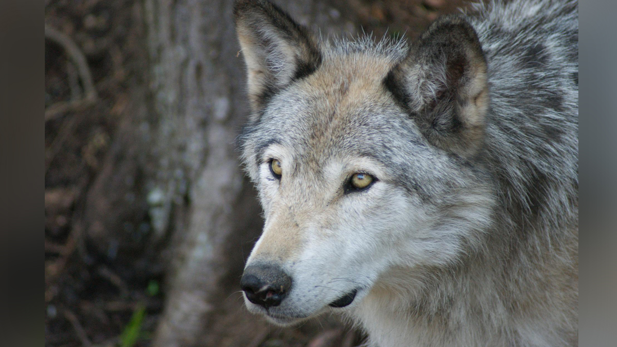 Cry wolf? Debate over presence of wolves in Northeast - Boston News ...