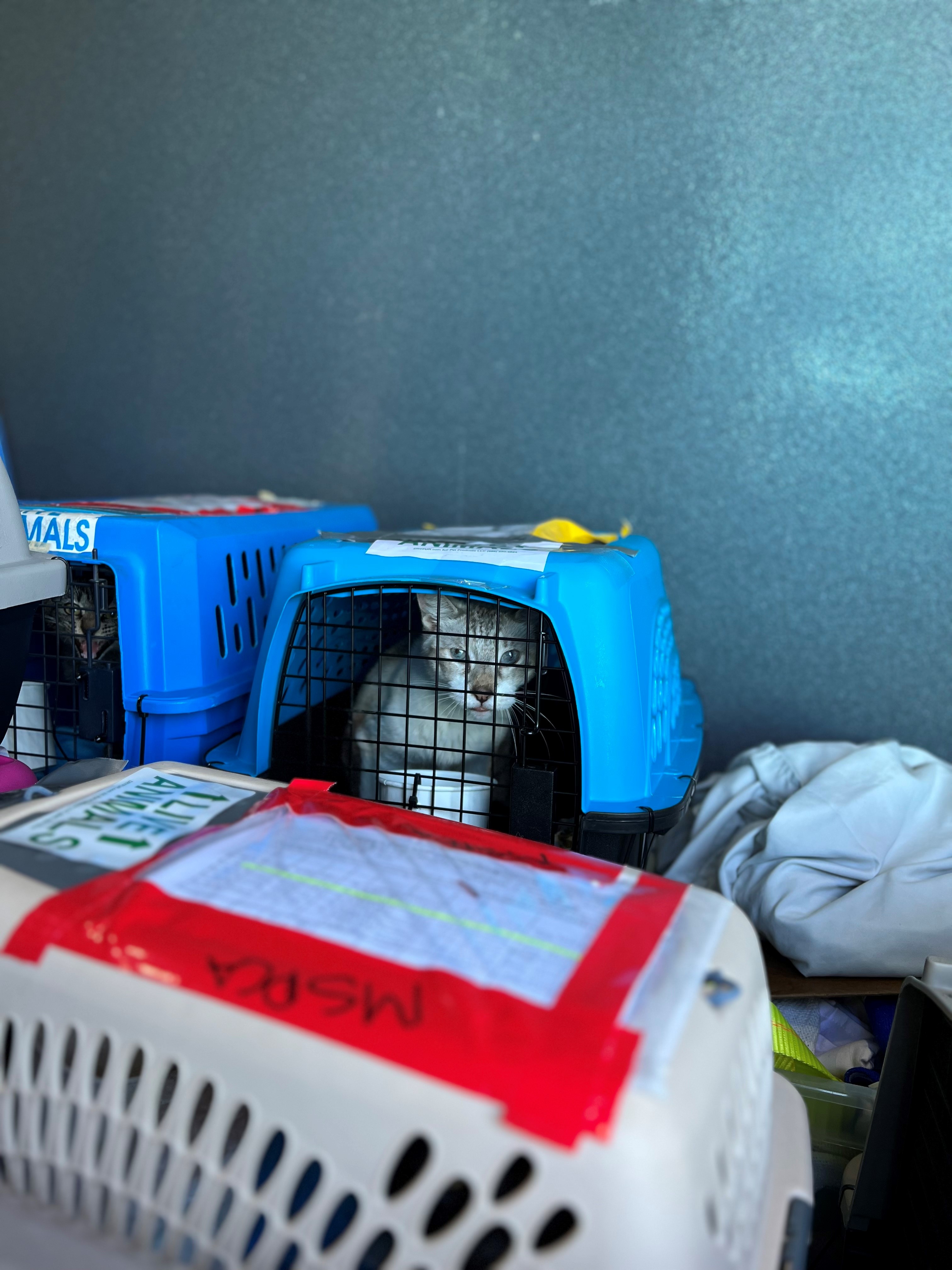 Local shelters await transport of cats in Hurricane Ian’s path - Boston ...