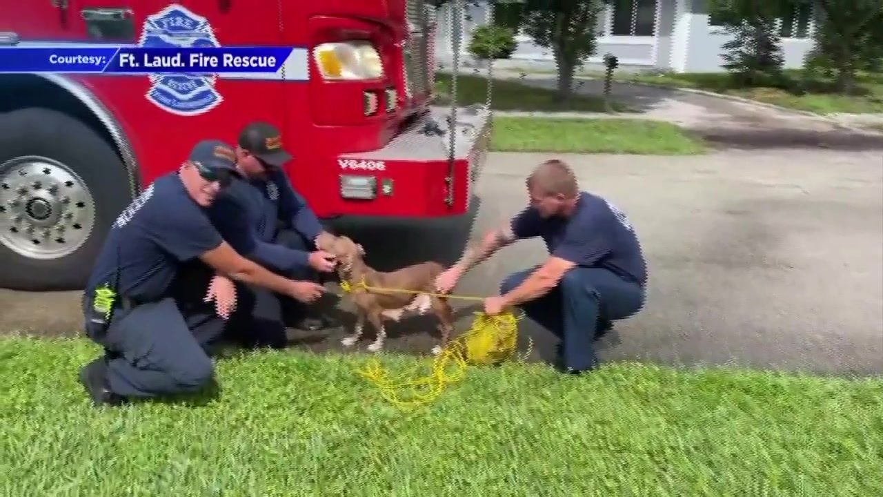 Crews rescue dog trapped in storm drain - Boston News, Weather, Sports | WHDH 7News
