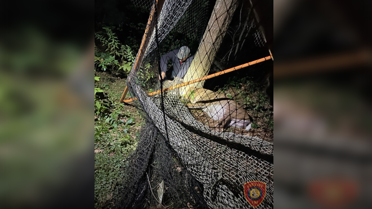 Hanover Firefighters rescue deer entangled in lacrosse net - Boston ...