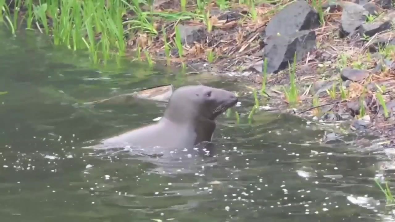 Shoebert the seal makes his way back to North Shore after relocation to ...