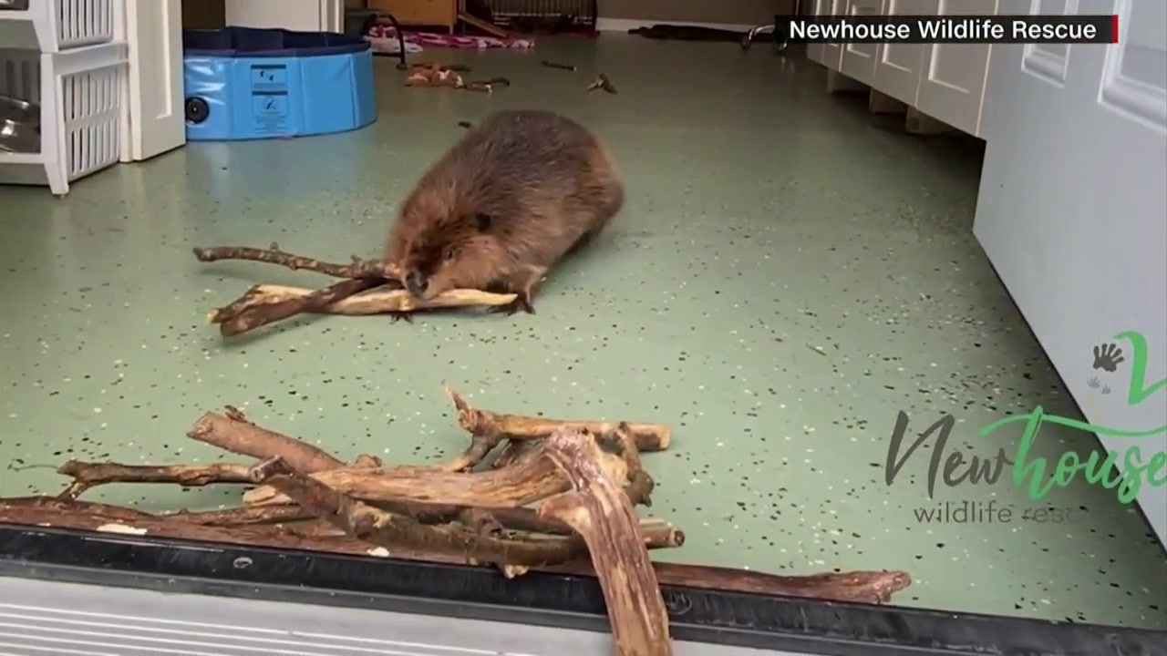 WATCH: Baby beaver dams doorway separating her and another baby beaver ...