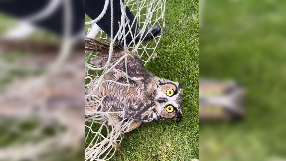 Southborough Police rescue owl tangled in soccer net - Boston News ...