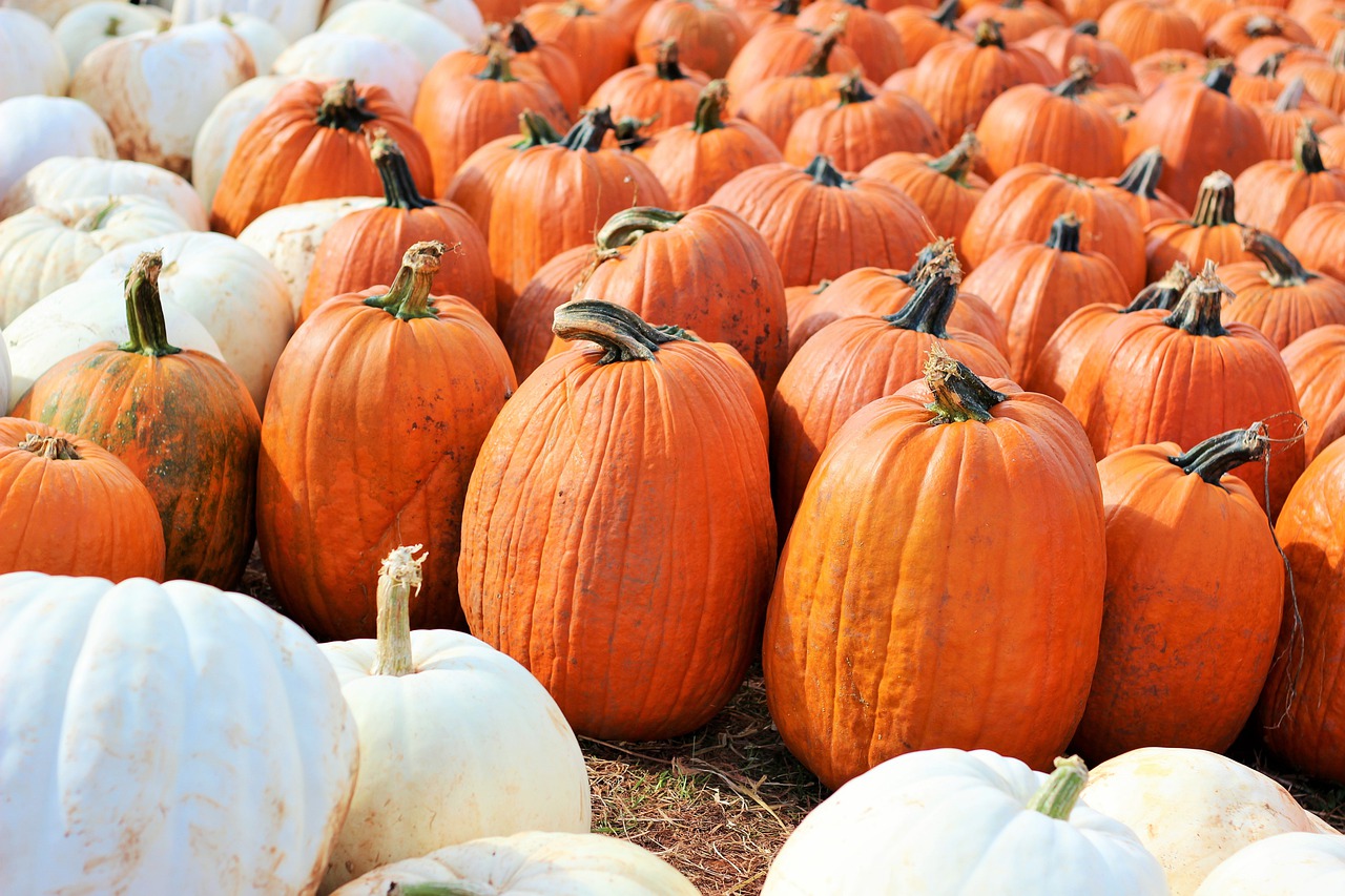 Where to pick pumpkins this season - Boston News, Weather, Sports ...