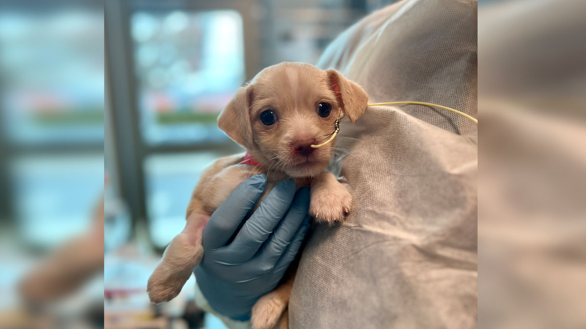 Local MSPCA caring for tiny, sick puppy found in East Boston - Boston ...