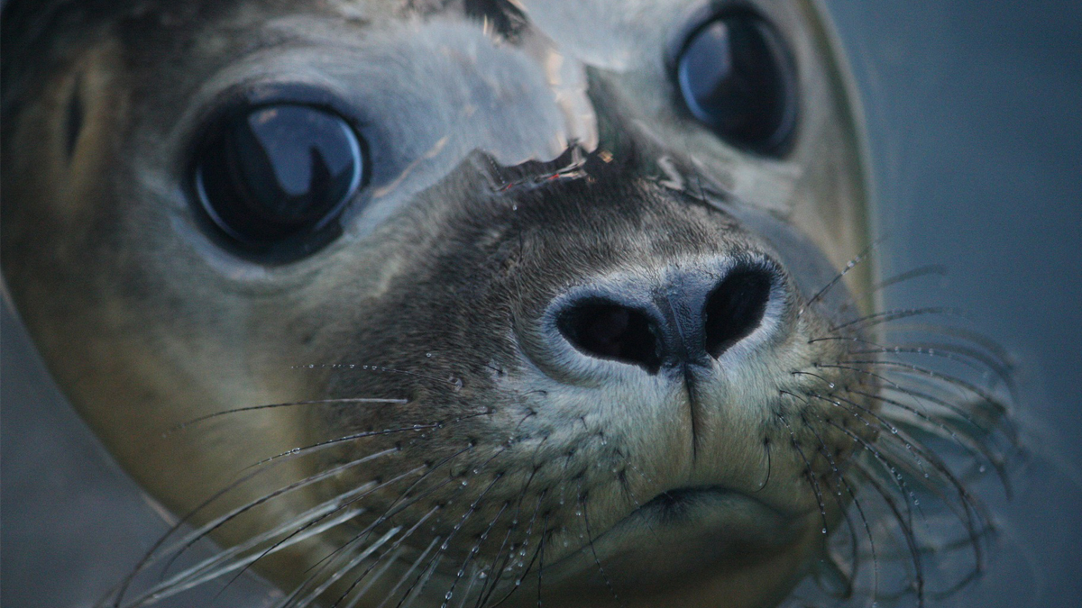 Facial recognition can help conserve seals, scientists say - Boston ...