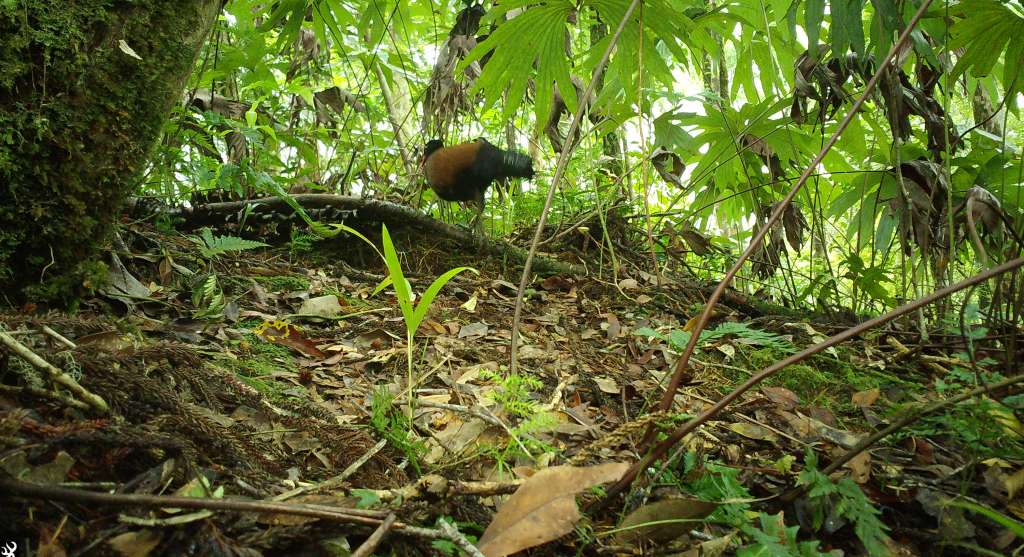 Scientists in Papua New Guinea captured video of a bird they had ...
