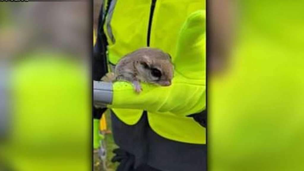 Plymouth police officer befriends flying squirrel on traffic detail ...