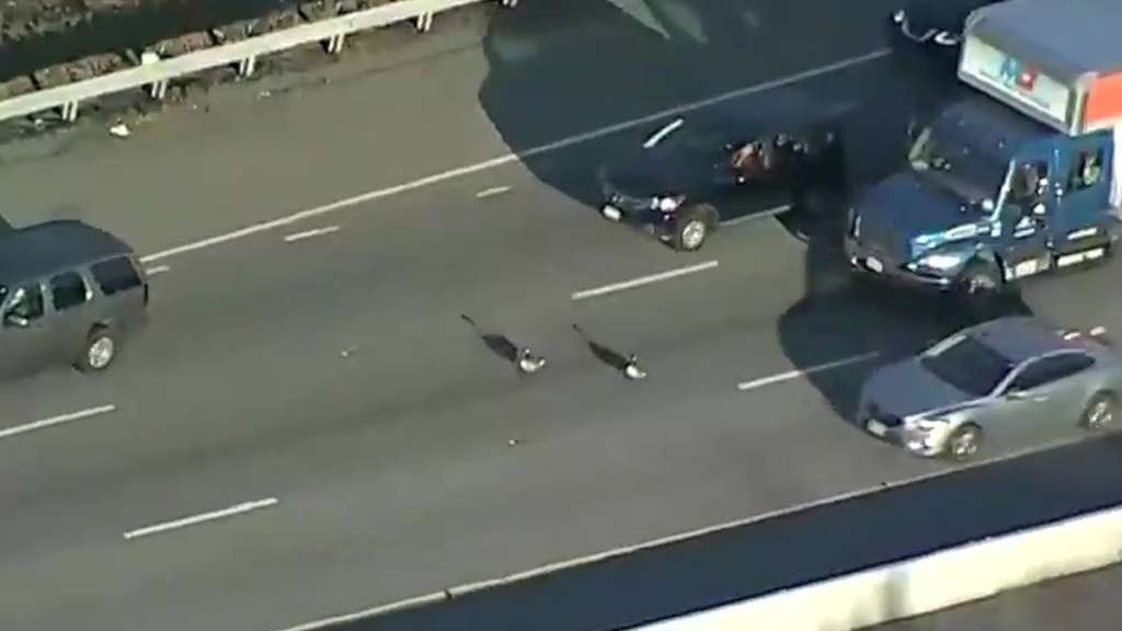 wakefield geese 112222 – Boston News, Weather, Sports | WHDH 7News