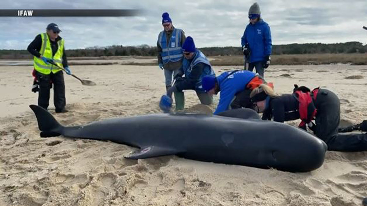 Officials: 4 of 5 remaining pilot whales stranded in Eastham have been ...
